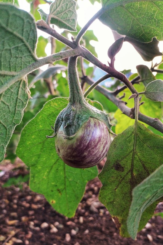Brinjal on tree - PixaHive