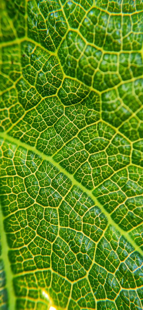 Veins of leaf - PixaHive