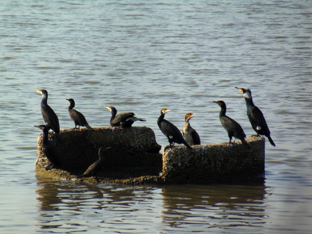 Water birds on a stone in water - PixaHive
