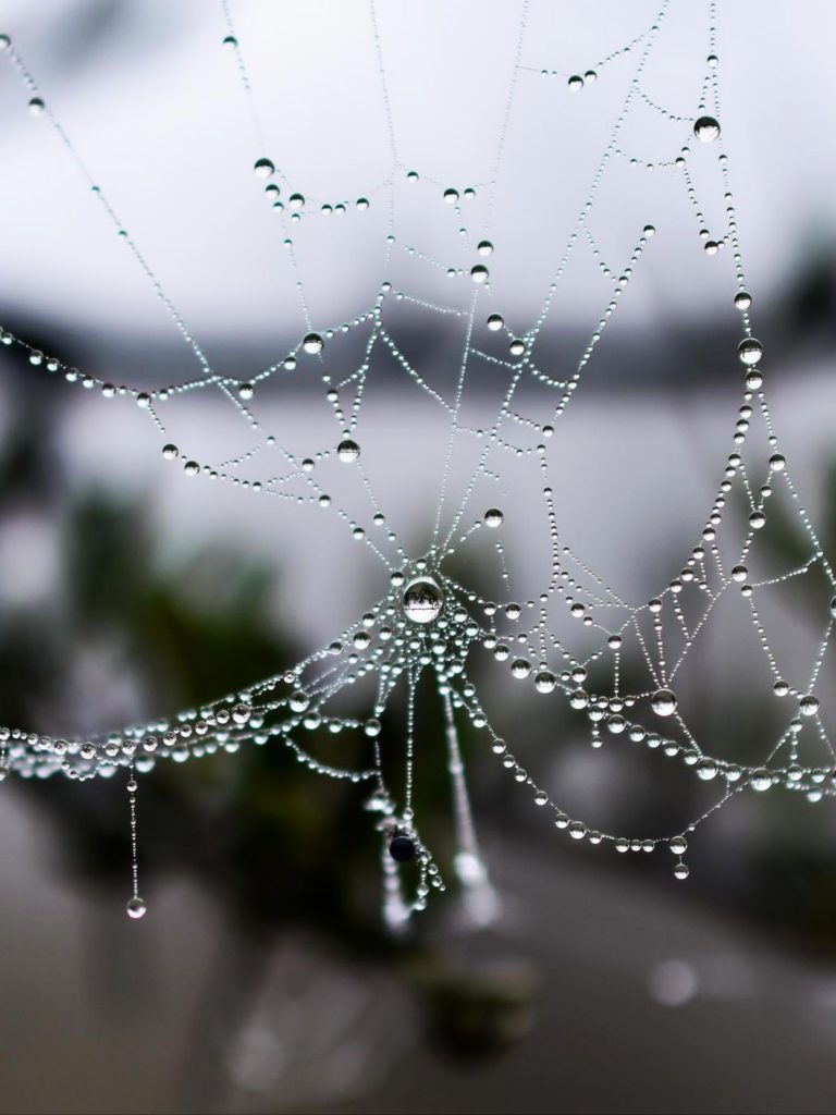 Water drops on Web - PixaHive