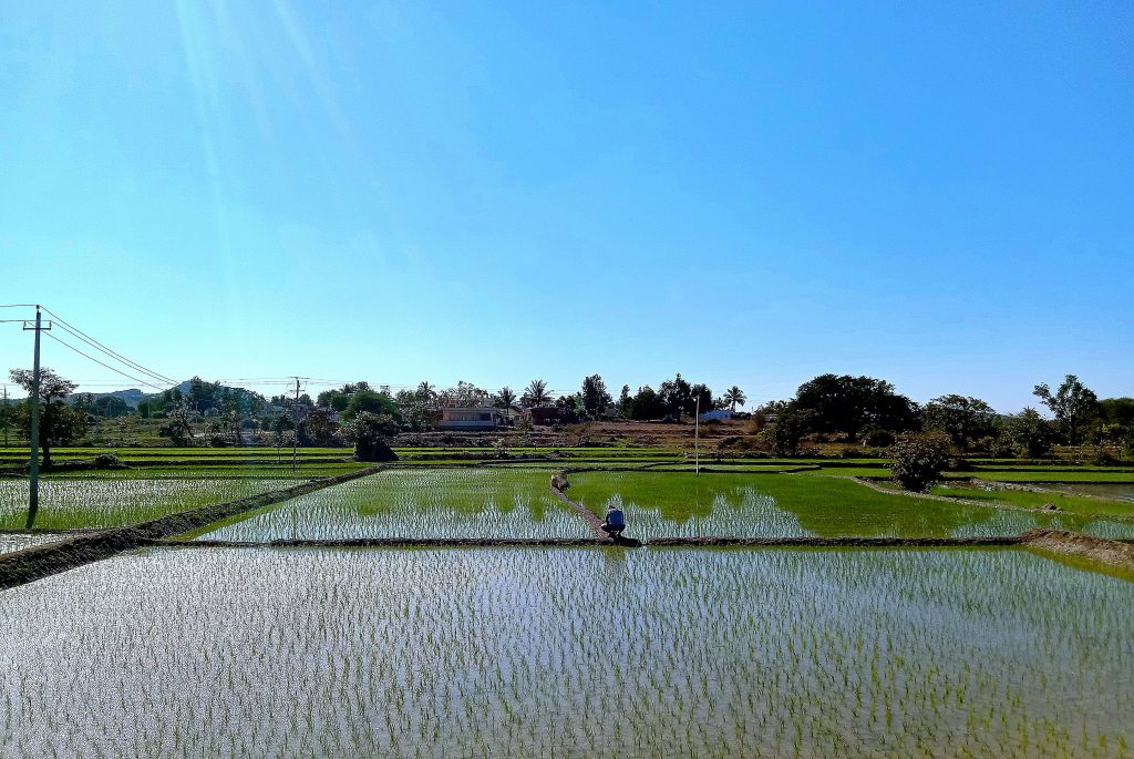 Water filled in paddy field - PixaHive