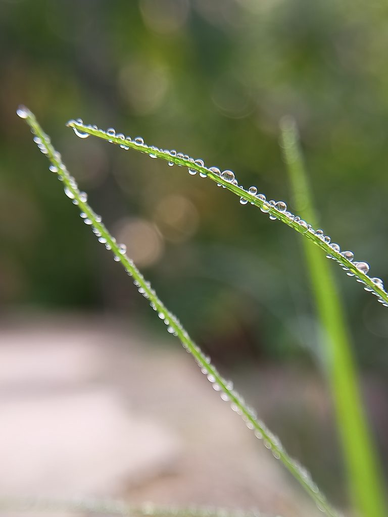 Waterdrops on grass - PixaHive