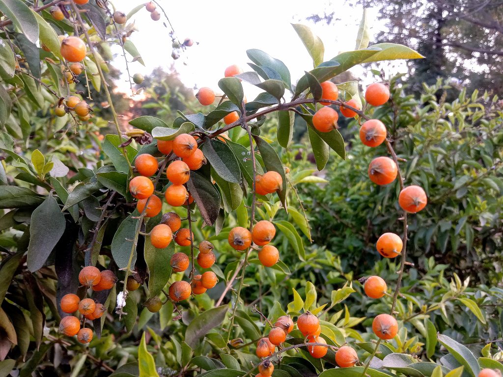 Wild fruit on plant - PixaHive