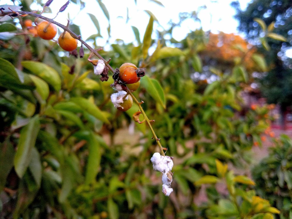 Wild fruit on plant stem - PixaHive