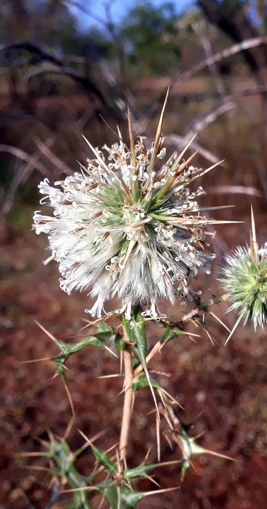 Wild thorny flower plant - PixaHive