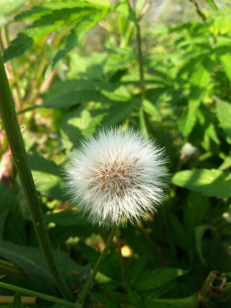 Wildflower on plant - PixaHive