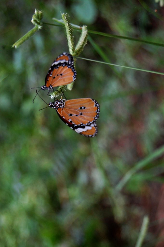 Two butterflies - PixaHive