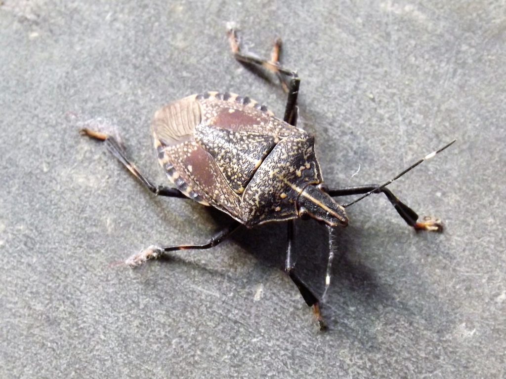 Wildness of Nagaland - PixaHive