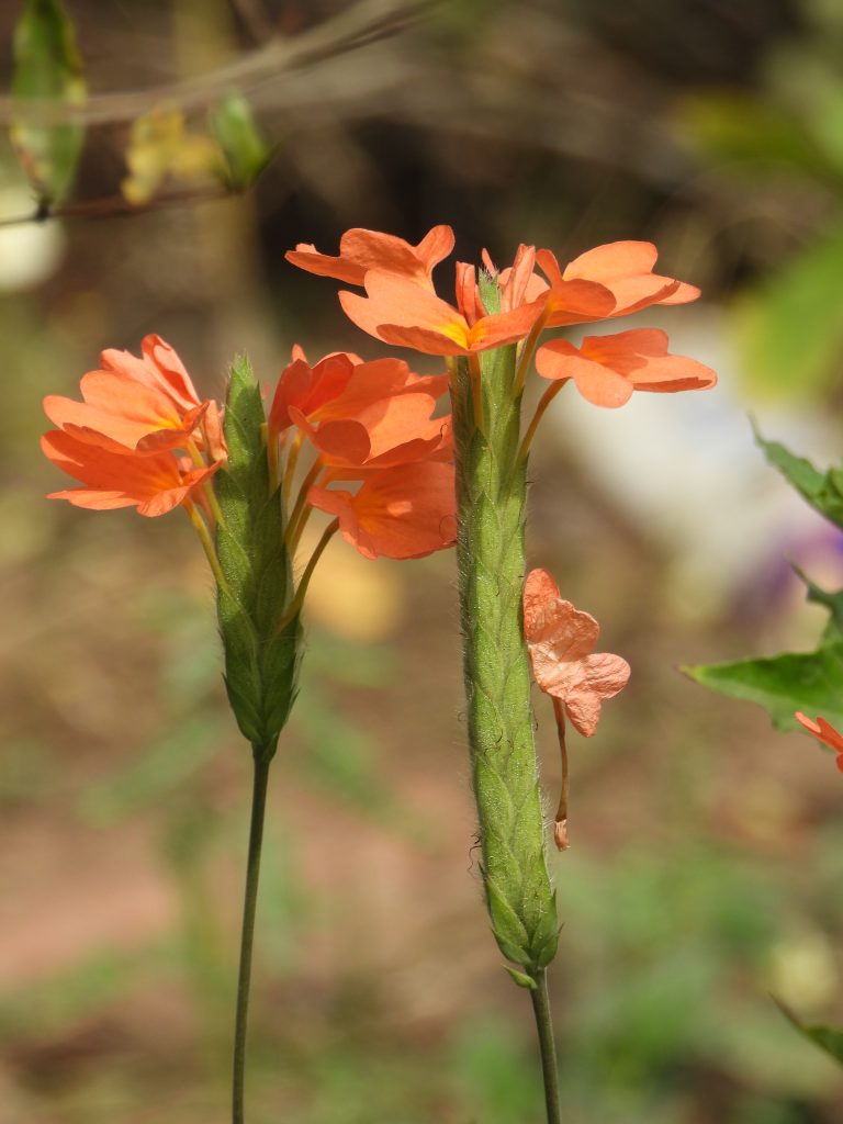 firecracker flower - PixaHive