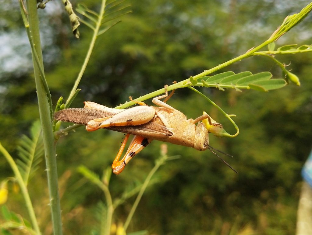 grasshopper eating leaf - PixaHive