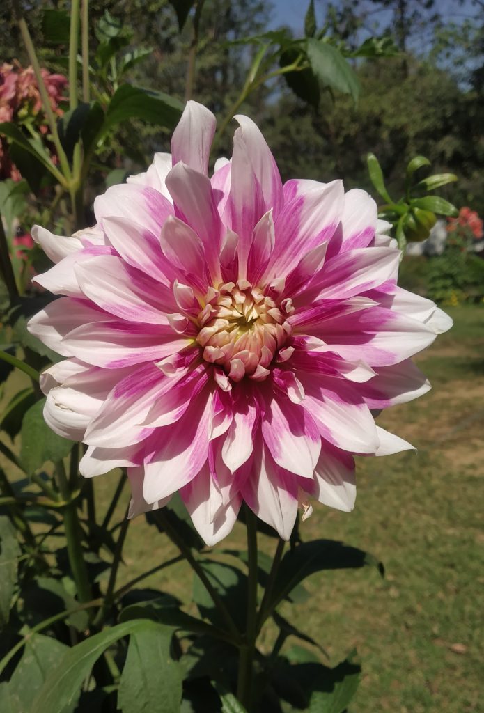 love shaded daheliya - PixaHive