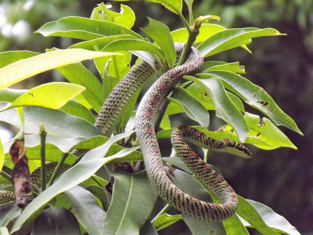 snake, Nagaland - PixaHive