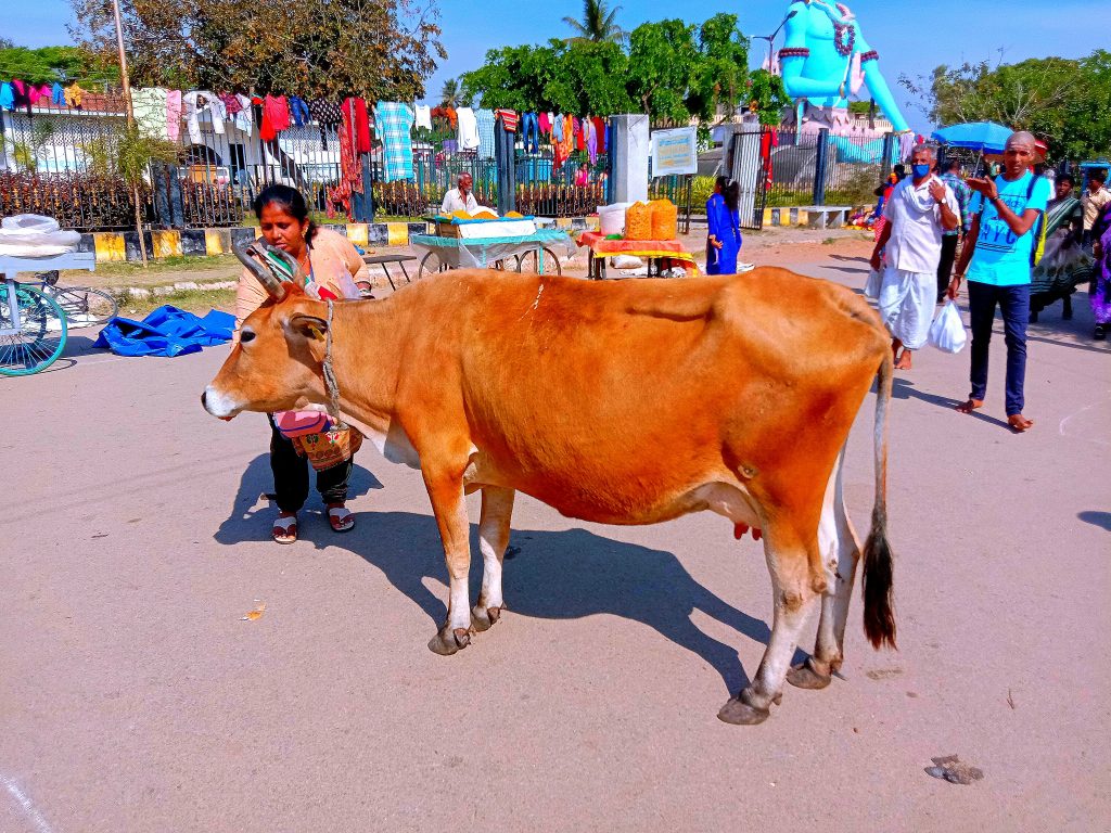 A cow at a market place - PixaHive