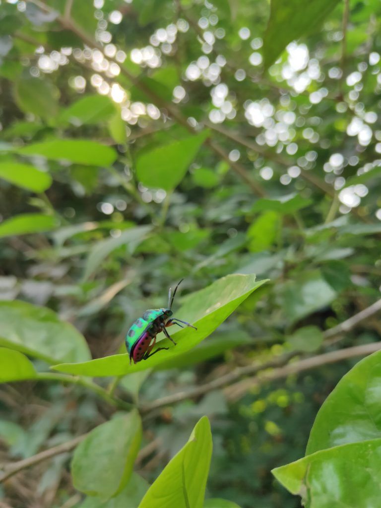 A bug on a leaf - PixaHive