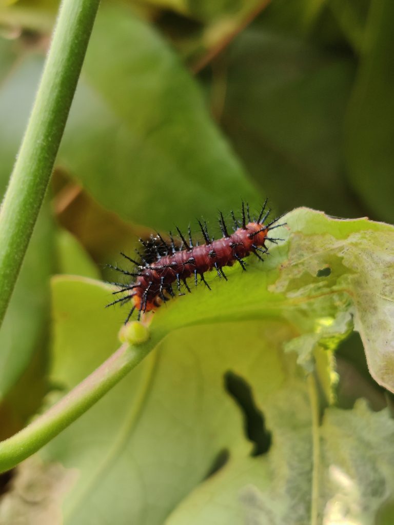 A caterpillar on a leaf - PixaHive