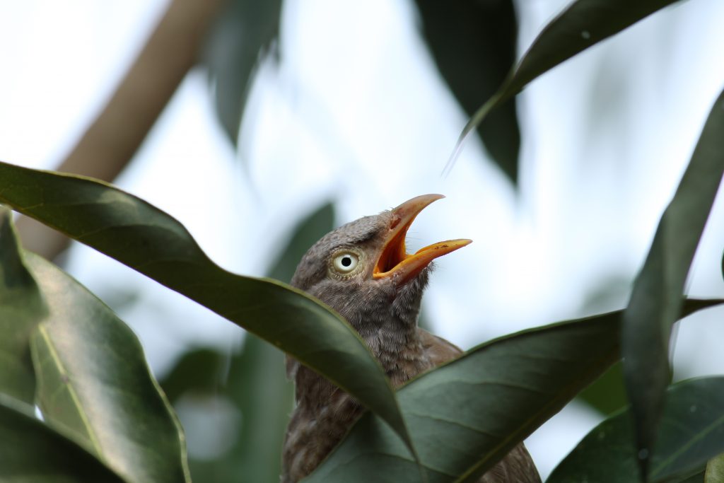 A chirping bird - PixaHive