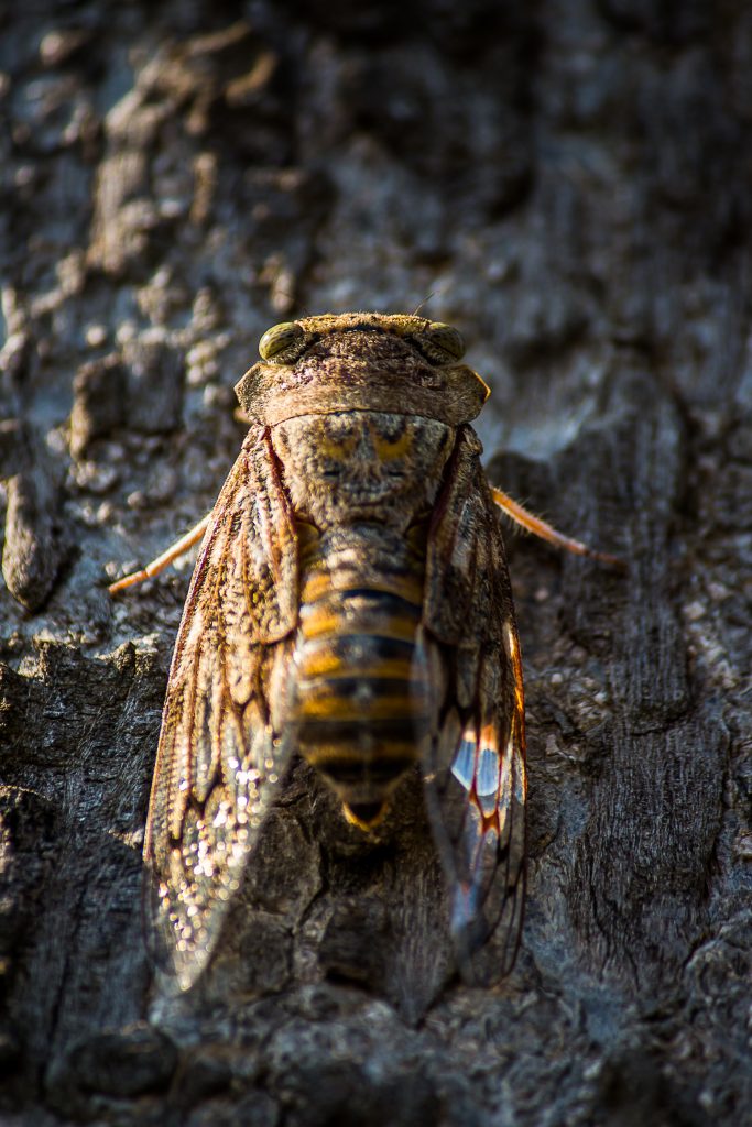 A cicadas fly - PixaHive