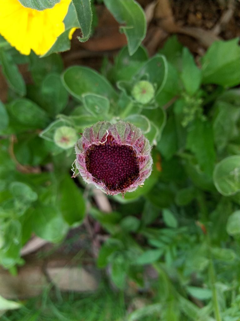 A flower bud - PixaHive