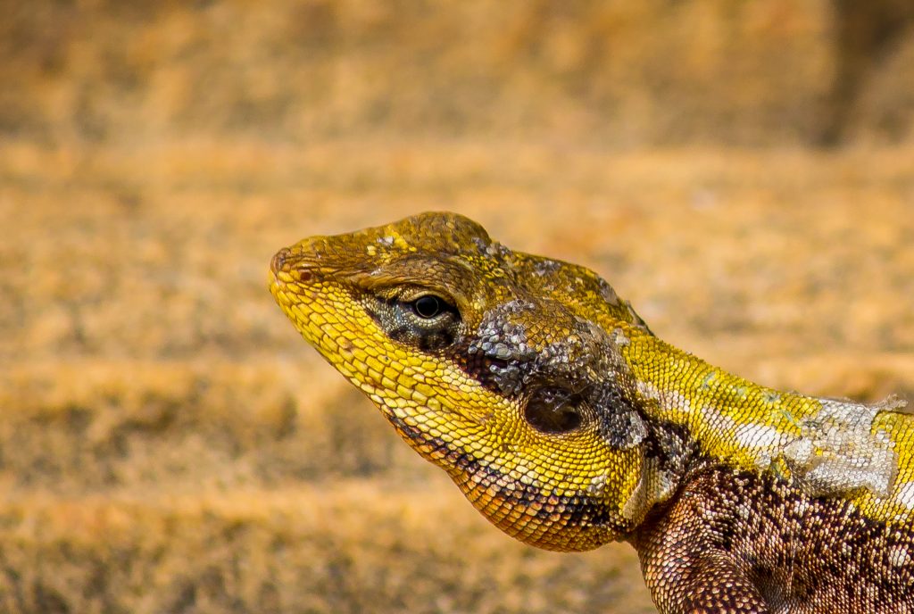 A garden lizard - PixaHive