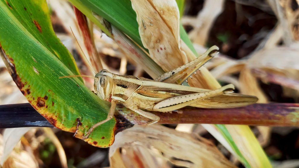 A grasshopper - PixaHive