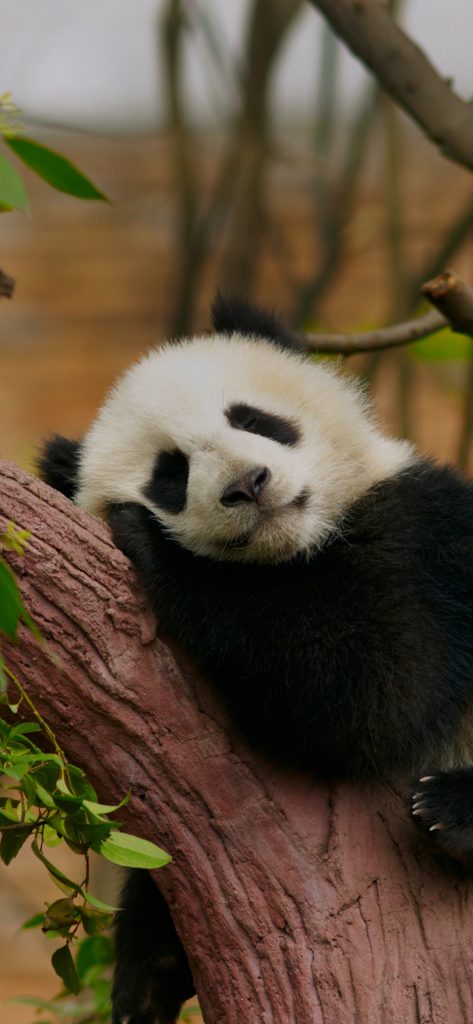 A panda resting on a tree - PixaHive