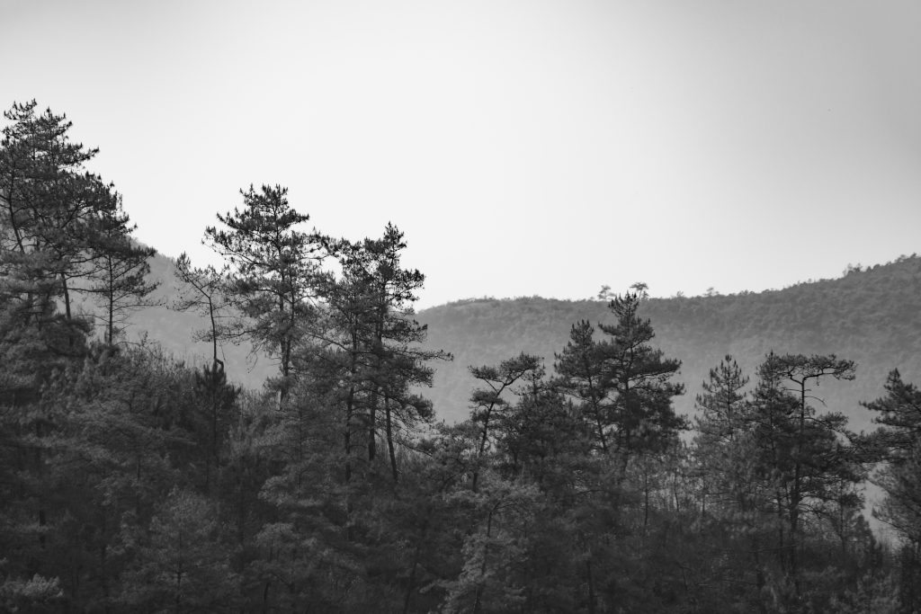 A pine trees jungle - PixaHive