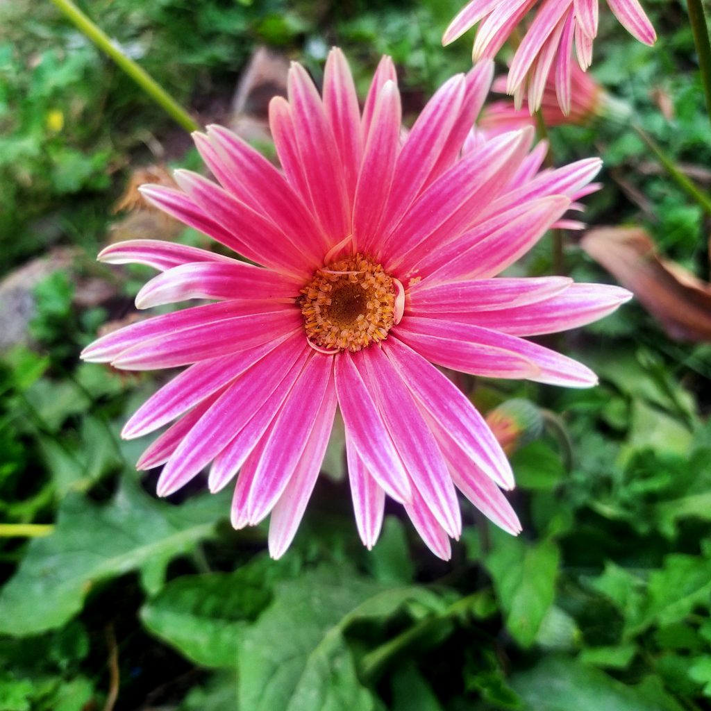 A pink daisy flower - PixaHive