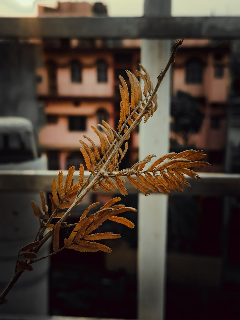 A plant stem - PixaHive