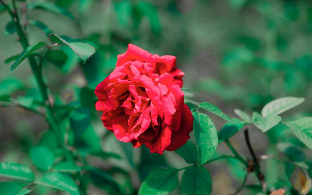 A red rose plant - PixaHive