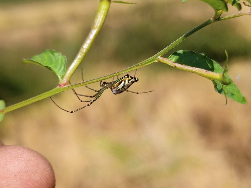 A spider on a branch - PixaHive