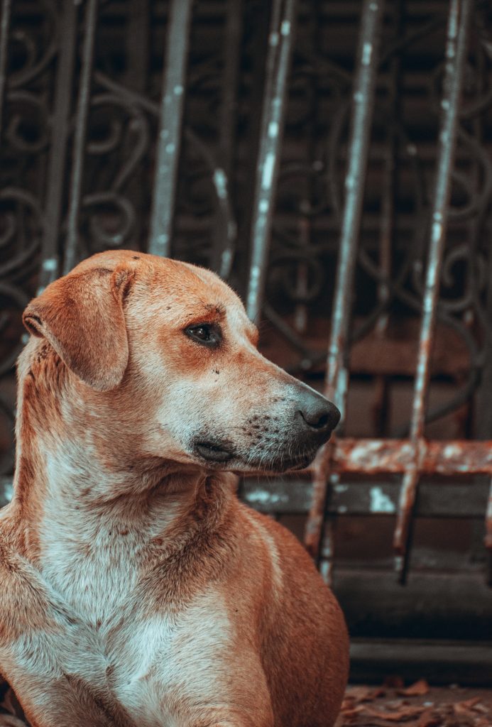 A stray dog - PixaHive