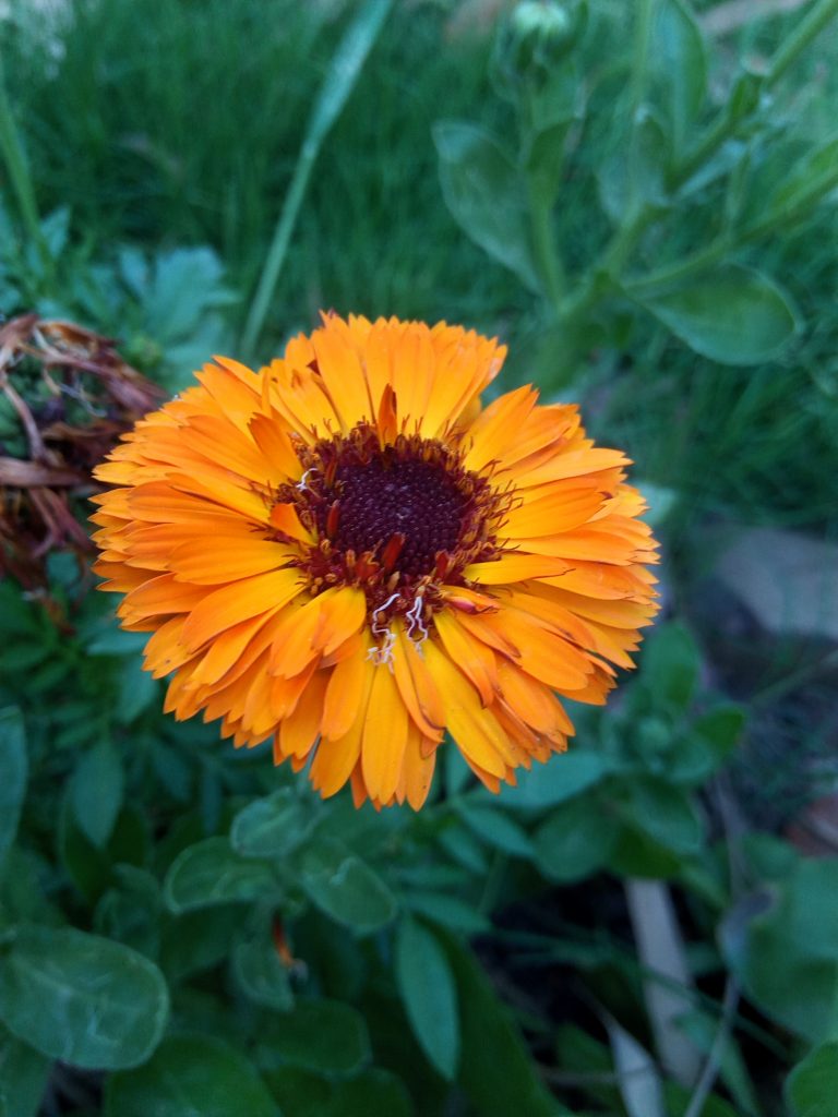 A sunflower - PixaHive