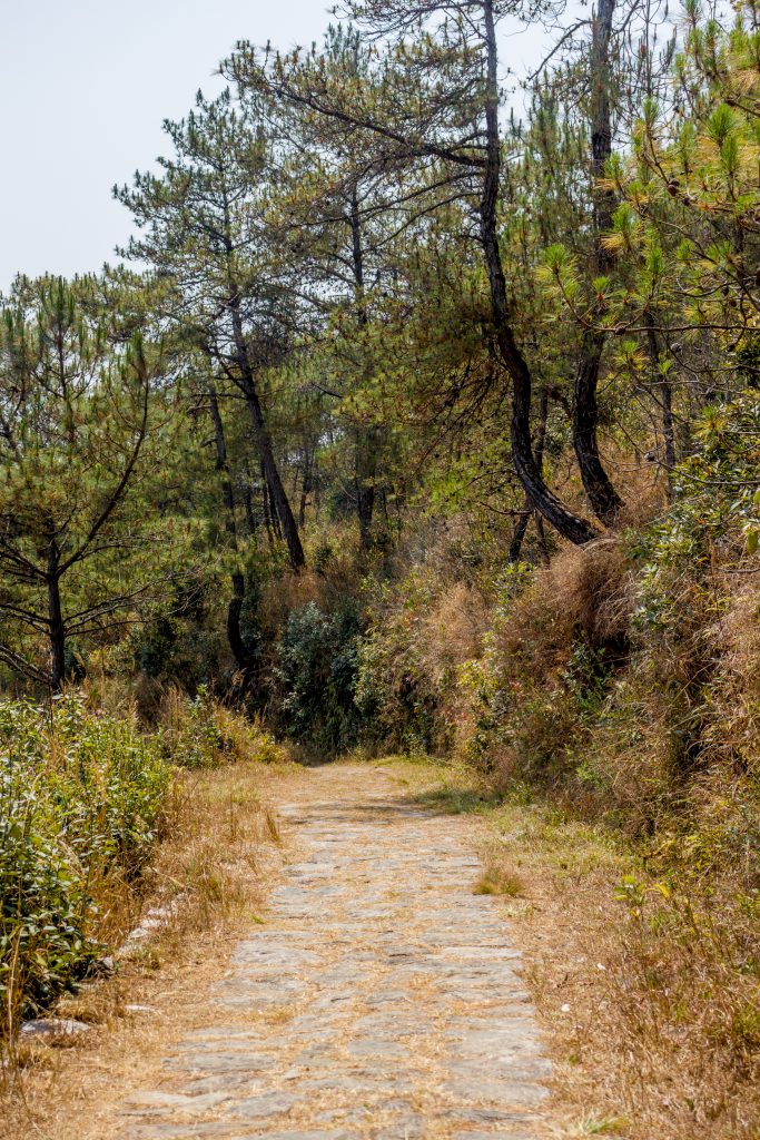 A walkway in a jungle - PixaHive