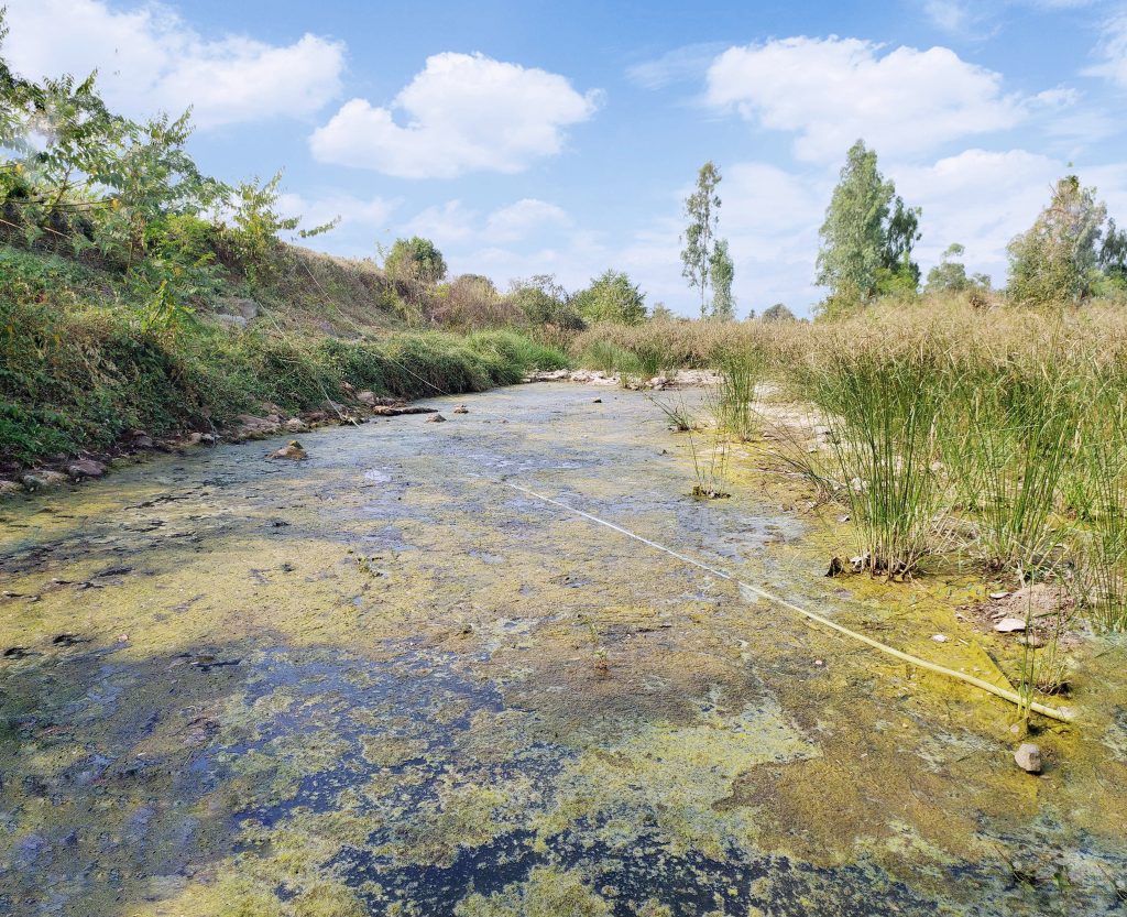 Algae on water - PixaHive