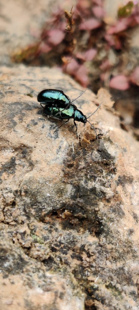 Altica insects - PixaHive