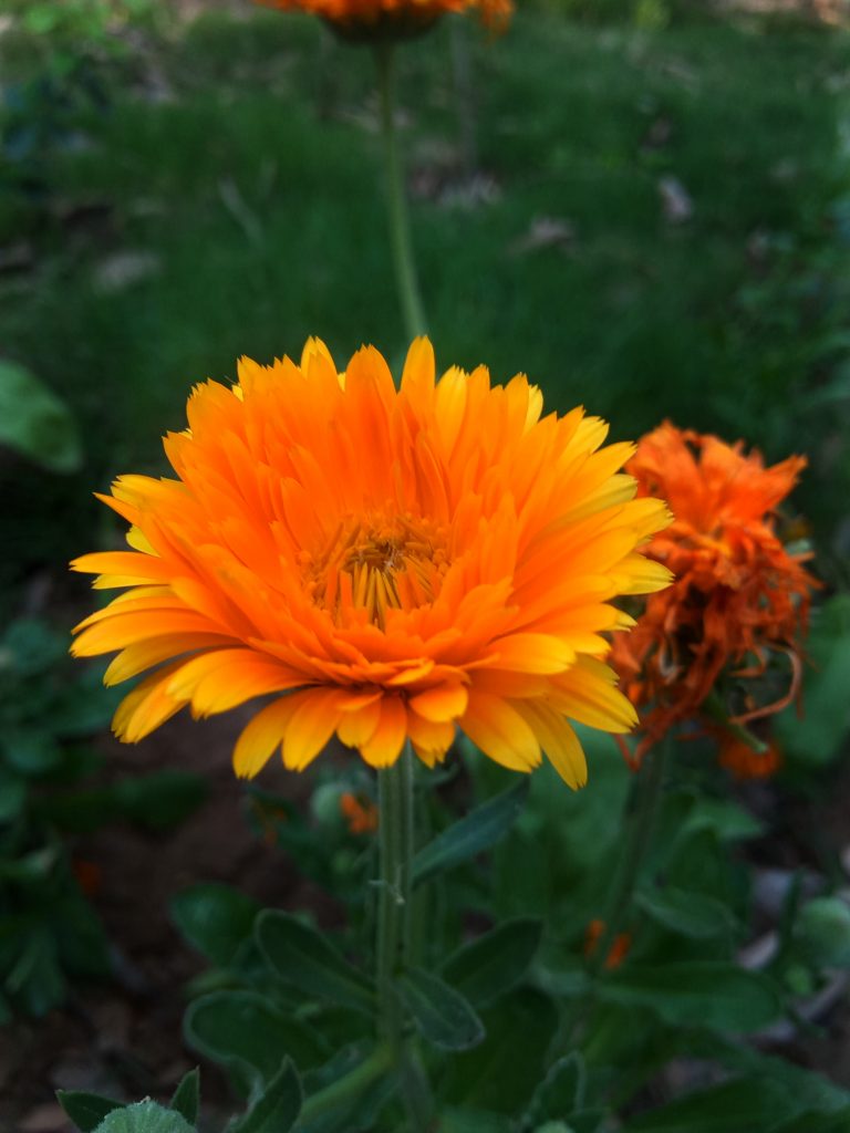 An orange flower - PixaHive