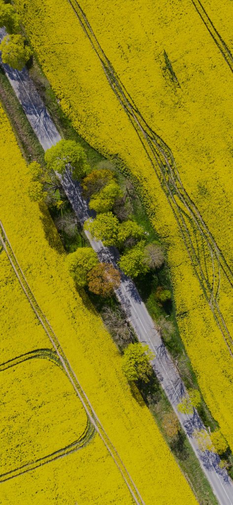 Beautiful road in the farm - PixaHive