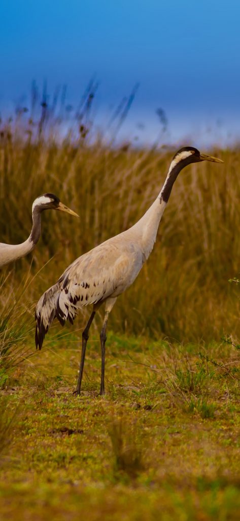 Birds in the farm - PixaHive