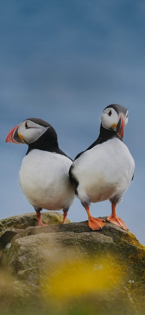 Birds sitting on the rock - PixaHive