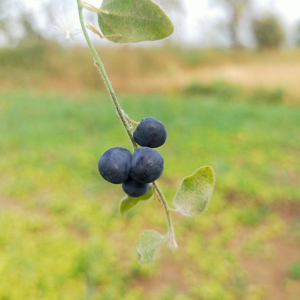 Black berries of a plant - PixaHive