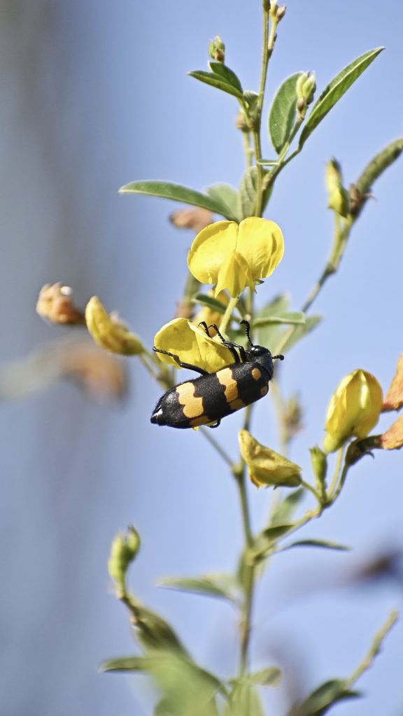 An insect on a plant - PixaHive