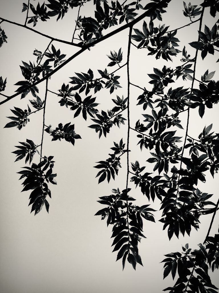 Branches and leaves of a tree - PixaHive
