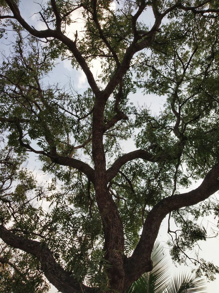 Branches of a big tree - PixaHive
