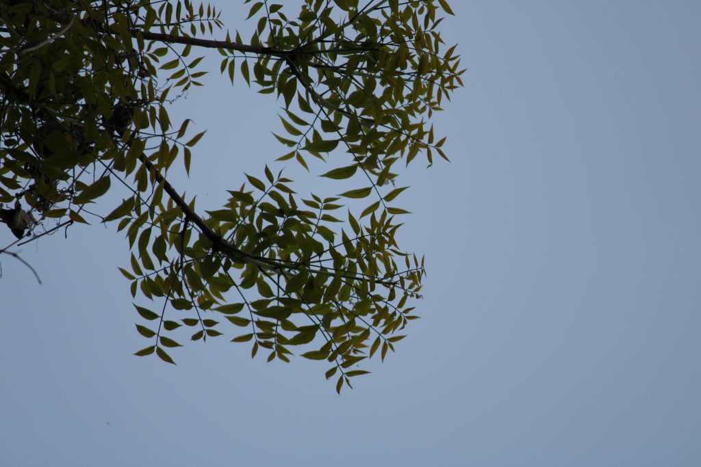 Branches of a tree - PixaHive