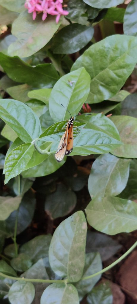 A butterfly on leaves - PixaHive