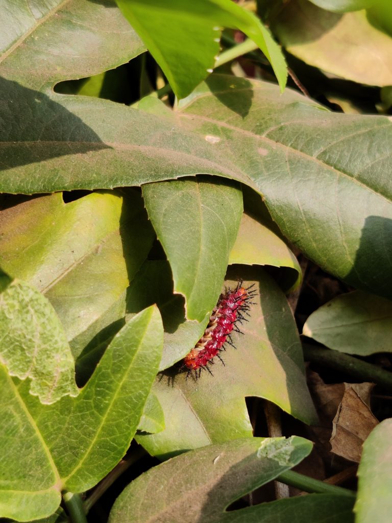 Caterpillar in leaves - PixaHive