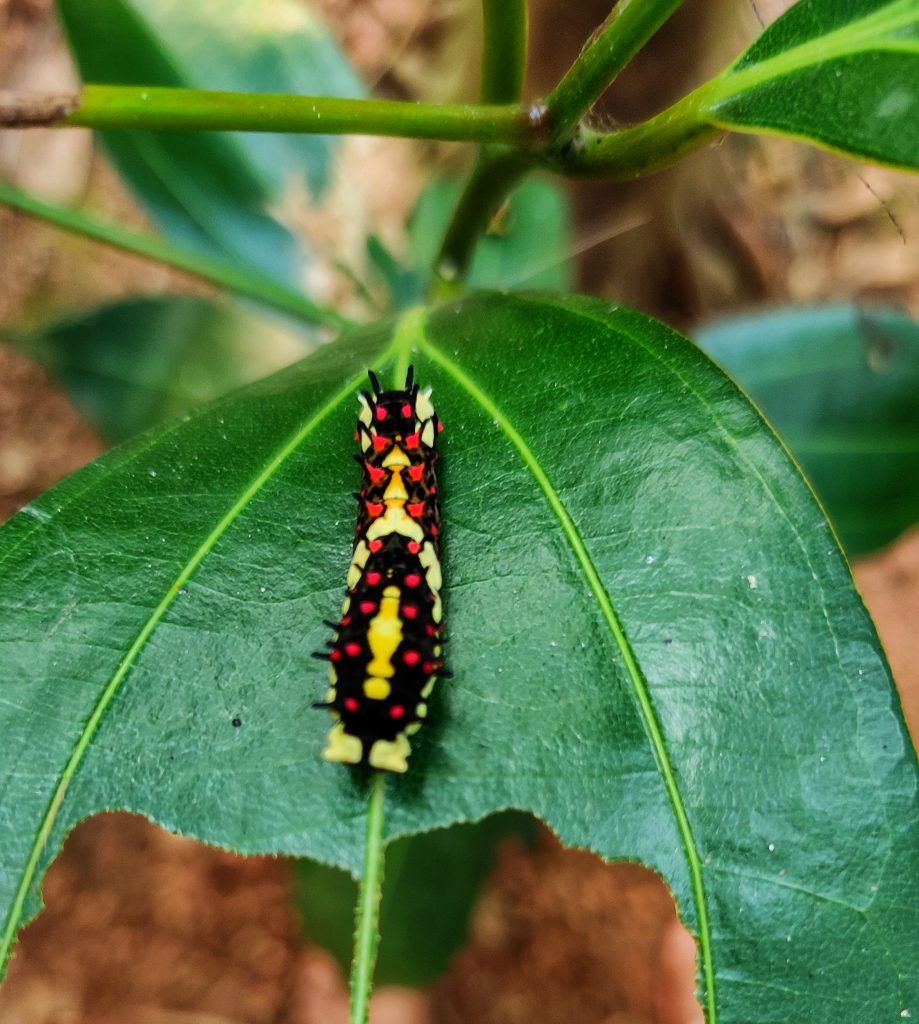 Caterpillar on a leaf - PixaHive