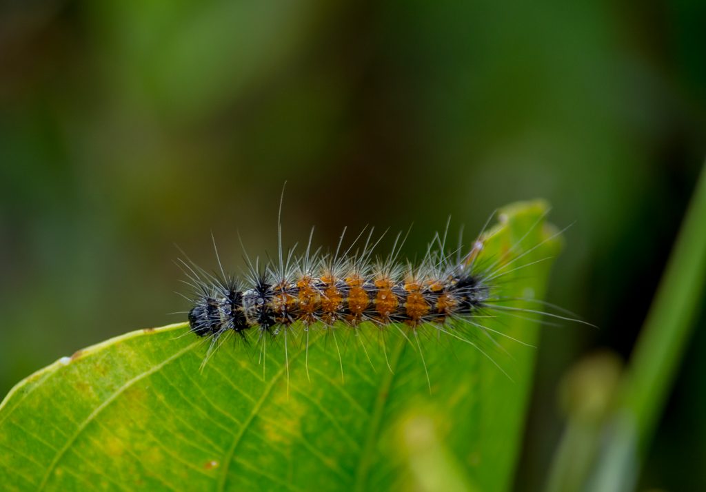 Caterpillar on the Leaf - PixaHive
