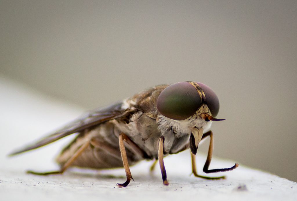 Closeup of housefly - PixaHive