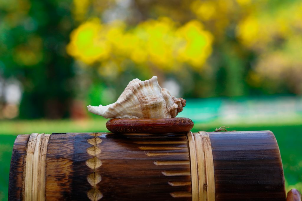 Conch shell on a wooden roll - PixaHive